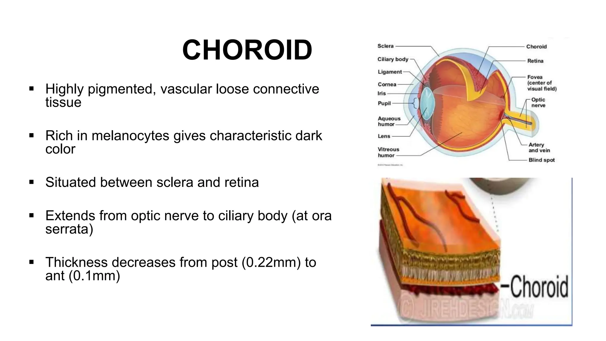 Anatomy of uvea UVEA of ophthalmology.pptx