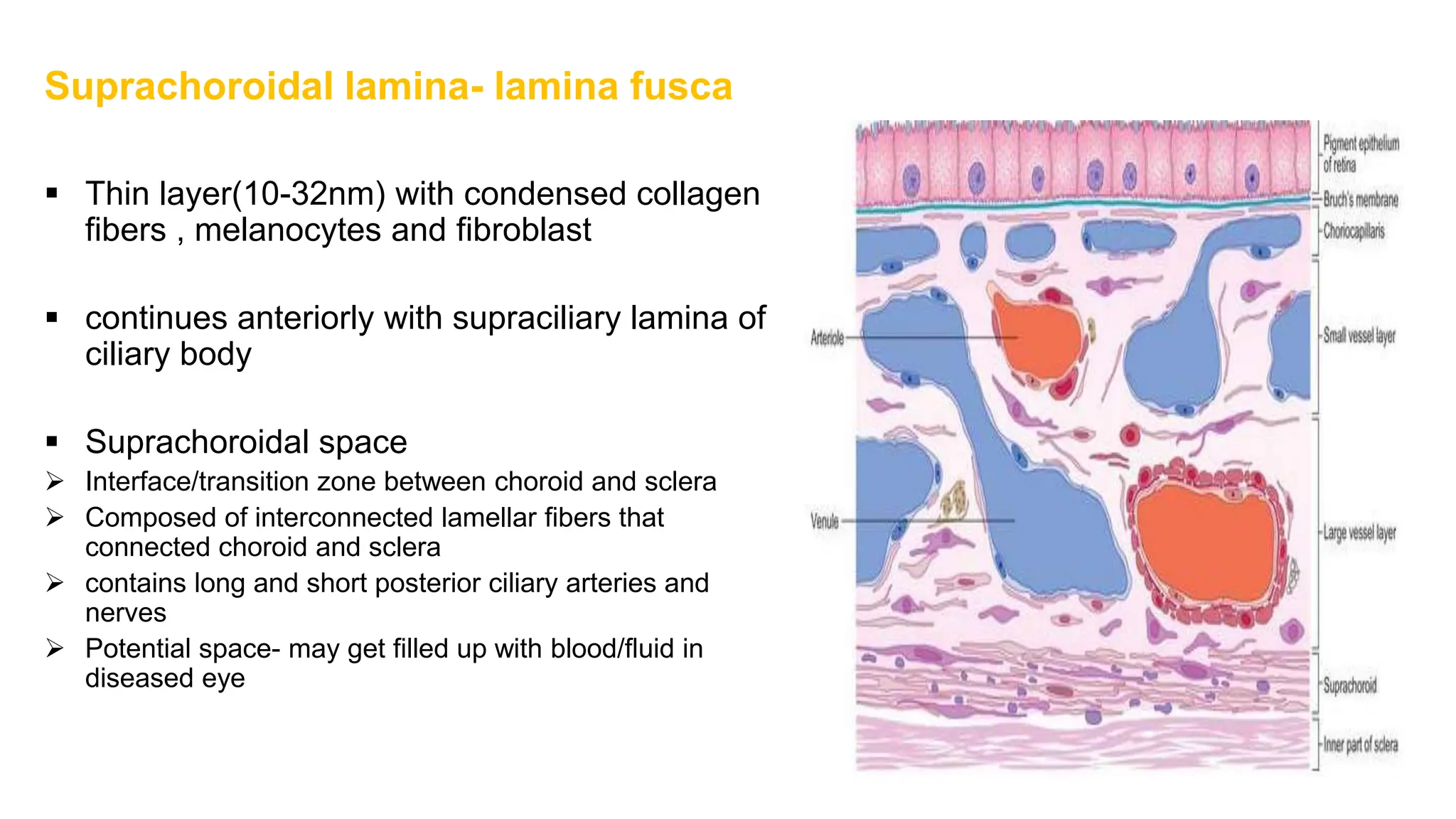 Anatomy of uvea UVEA of ophthalmology.pptx