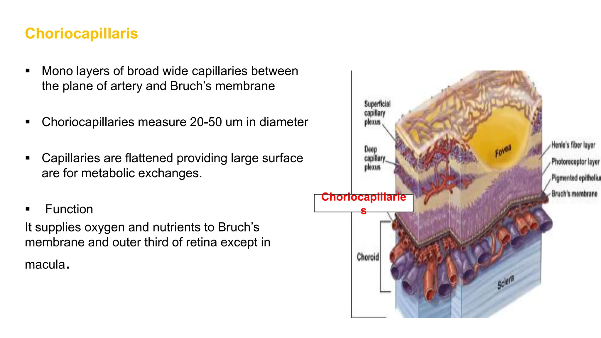 Anatomy of uvea UVEA of ophthalmology.pptx