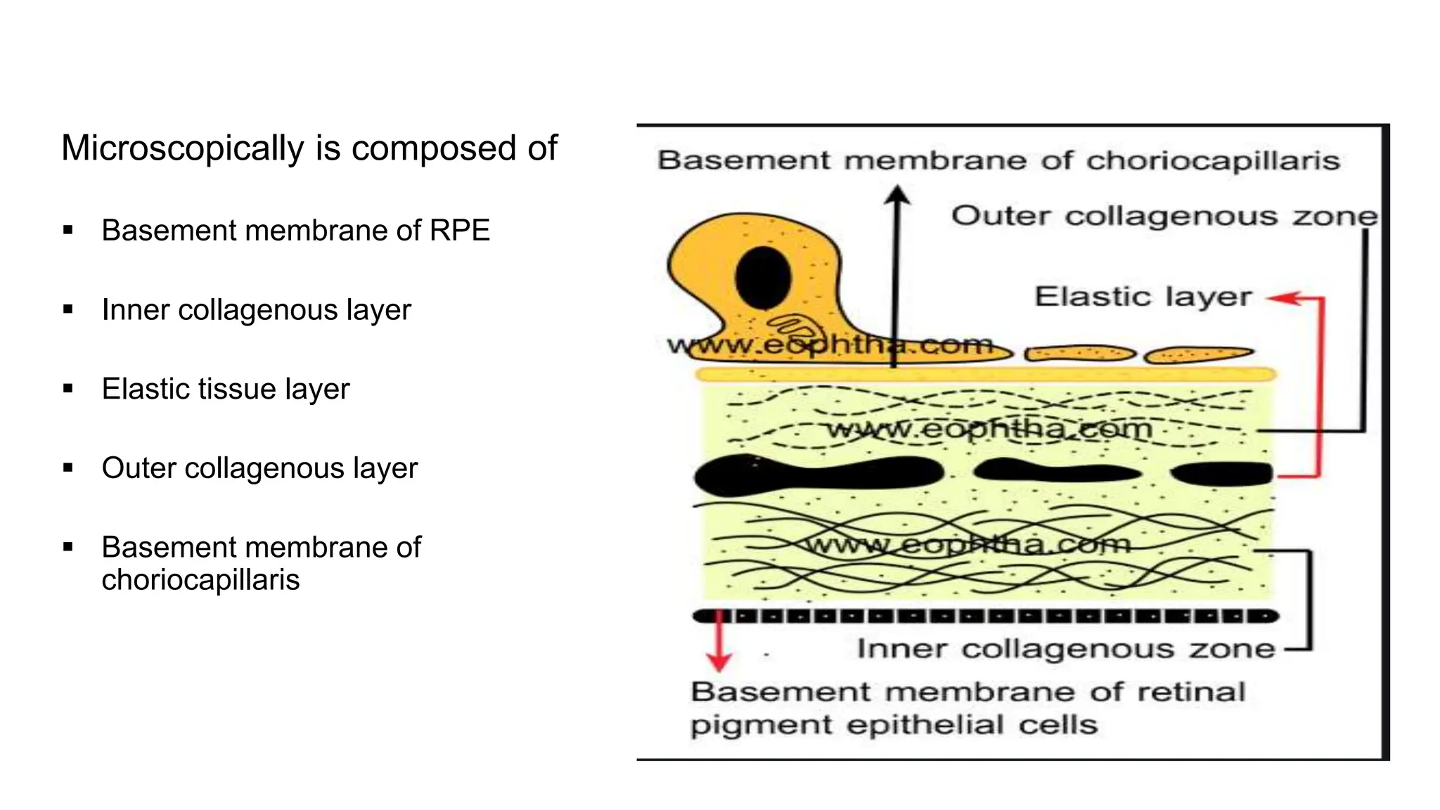 Anatomy of uvea UVEA of ophthalmology.pptx