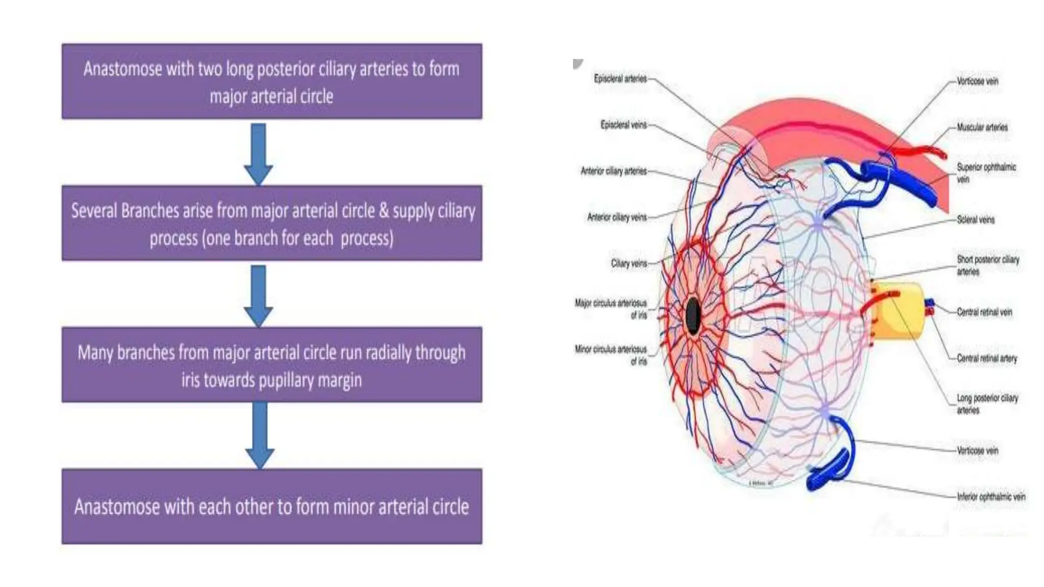 Anatomy of uvea UVEA of ophthalmology.pptx