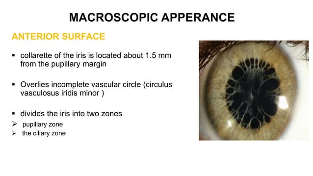 Anatomy of uvea UVEA of ophthalmology.pptx