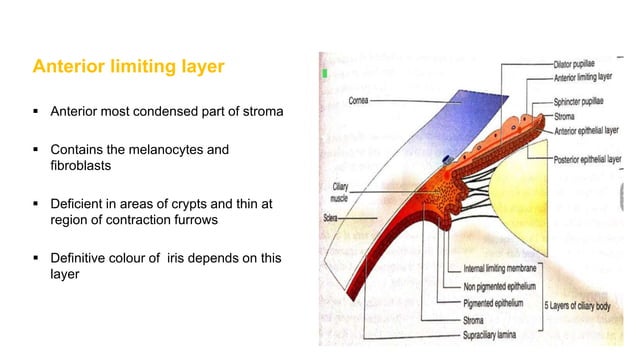 Anatomy of uvea UVEA of ophthalmology.pptx