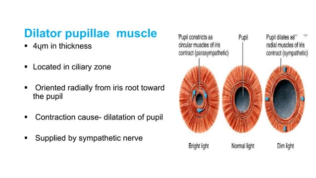 Anatomy of uvea UVEA of ophthalmology.pptx