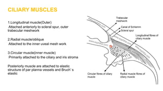 Anatomy of uvea UVEA of ophthalmology.pptx
