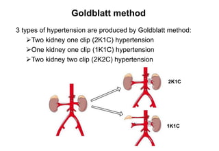 [9] Animal Models of Hypertension.pptx