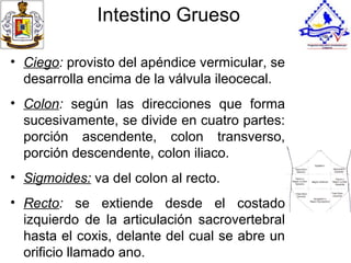 9 aparato digestivo | PPT