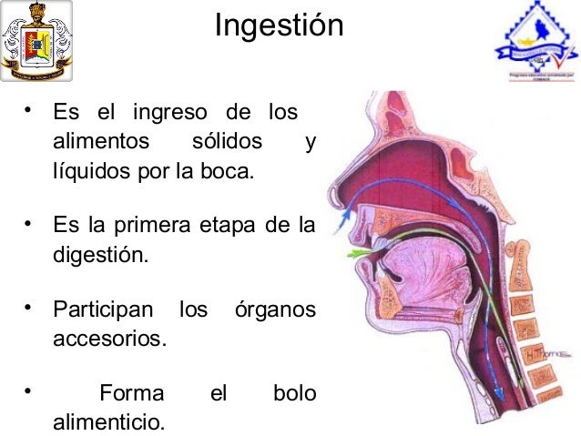 9 aparato digestivo