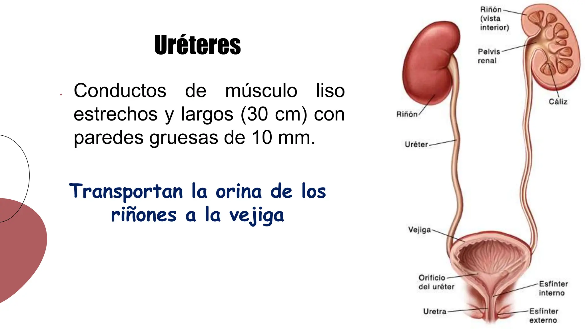 Anatomia del aparato urinario: riñones, ureteres, vejiga y uretra | PPTX