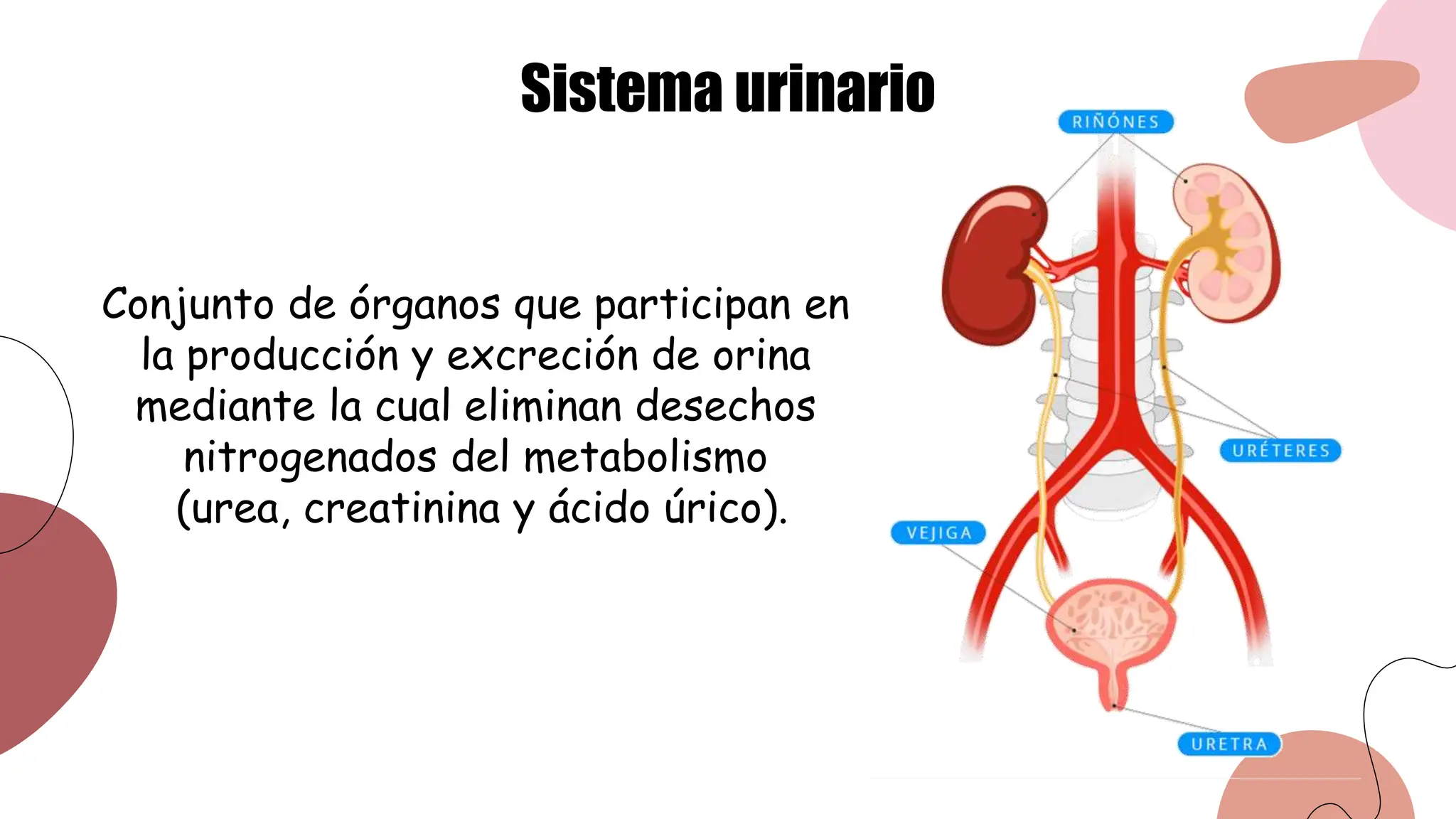 Anatomia del aparato urinario: riñones, ureteres, vejiga y uretra | PPTX