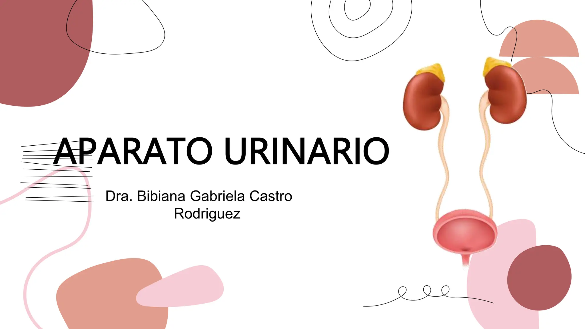 Anatomia del aparato urinario: riñones, ureteres, vejiga y uretra | PPT