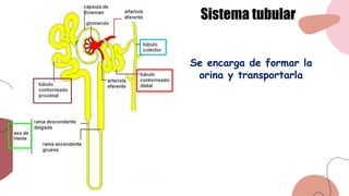 Anatomia del aparato urinario: riñones, ureteres, vejiga y uretra | PPTX