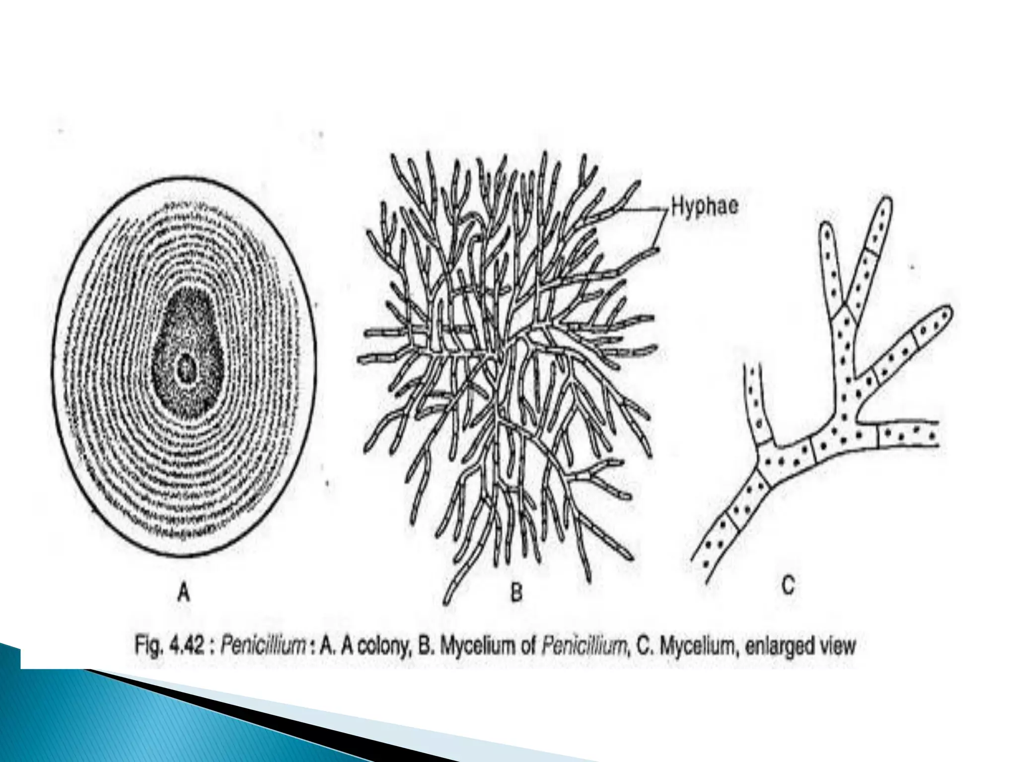 Penicillium Pdf