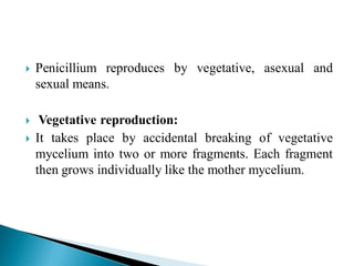 Penicillium | PDF