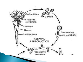 Penicillium | PPT