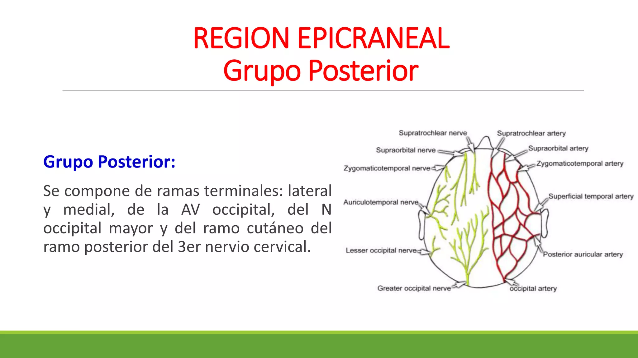 Anatomía de la Región Epicraneal | PPTX