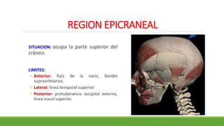 Anatomía de la Región Epicraneal | PPTX