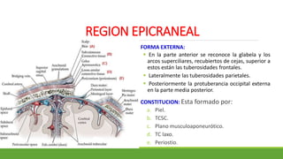 Anatomía de la Región Epicraneal | PPTX