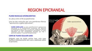 Anatomía de la Región Epicraneal | PPTX