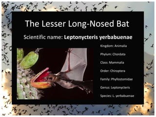 The Lesser Long-Nosed Bat - A presentation by Joel Fenton | PPT
