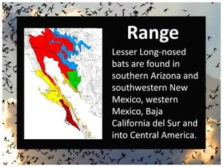 The Lesser Long-Nosed Bat - A presentation by Joel Fenton | PPTX