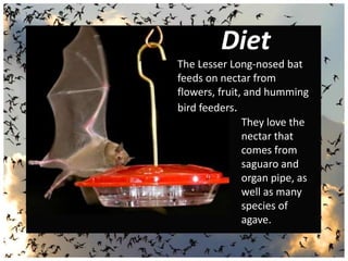 The Lesser Long-Nosed Bat - A presentation by Joel Fenton | PPTX