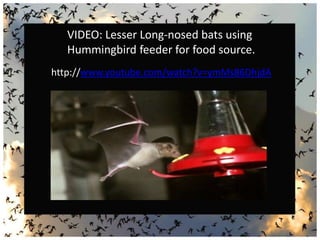 The Lesser Long-Nosed Bat - A presentation by Joel Fenton | PPTX