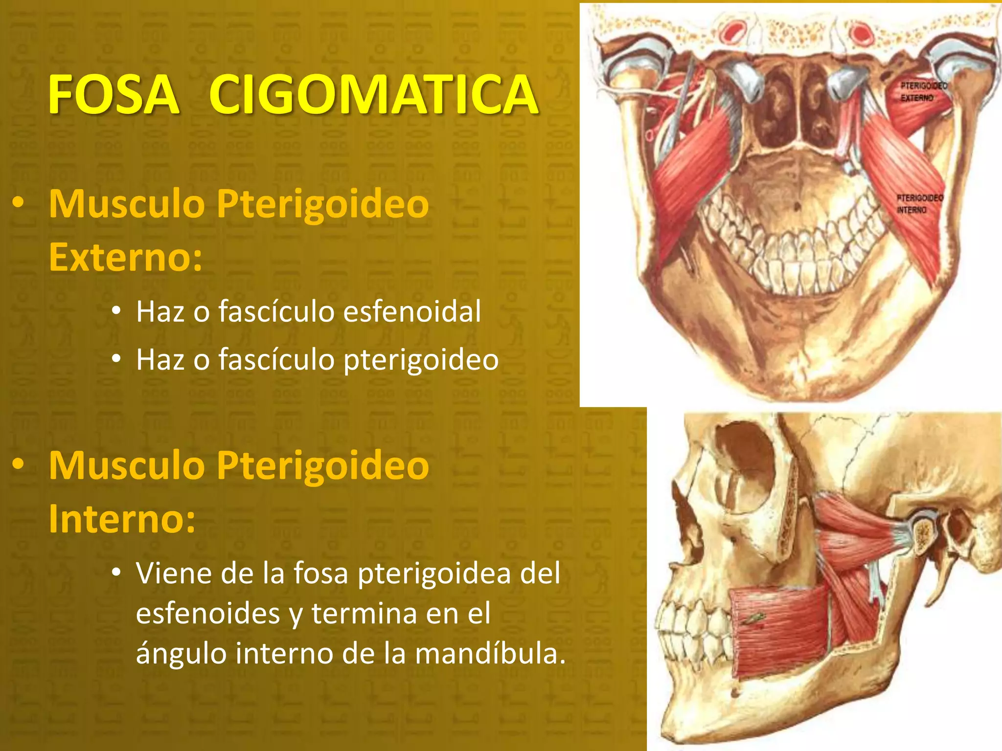 Fosa Cigomática o Infratemporal | PPTX