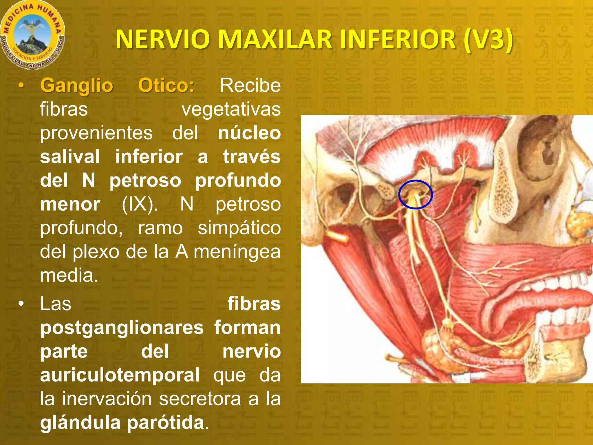 Fosa Cigomática o Infratemporal | PPTX