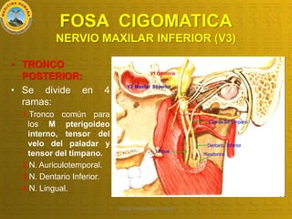 Fosa Cigomática o Infratemporal | PPTX