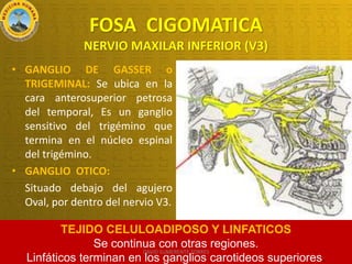 Fosa Cigomática o Infratemporal | PPTX