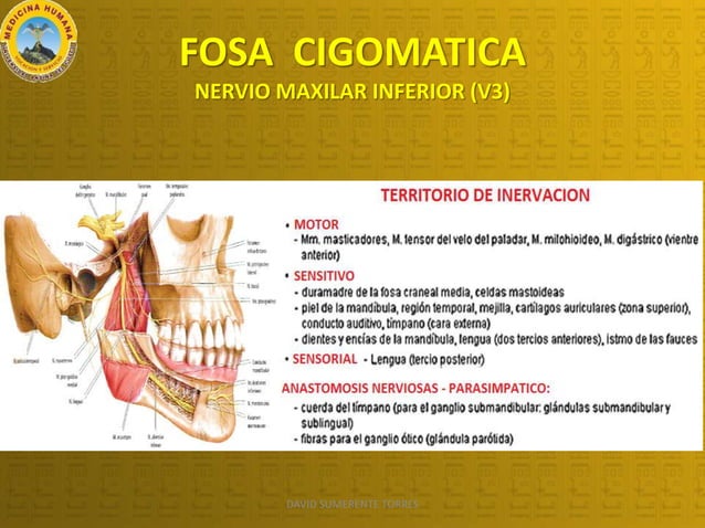 Fosa Cigomática o Infratemporal | PPTX