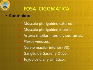 Fosa Cigomática o Infratemporal | PPTX