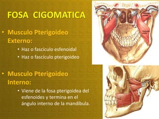Fosa Cigomática o Infratemporal | PPTX