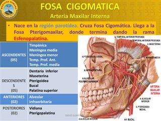 Fosa Cigomática o Infratemporal | PPTX