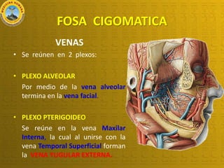 Fosa Cigomática o Infratemporal | PPTX