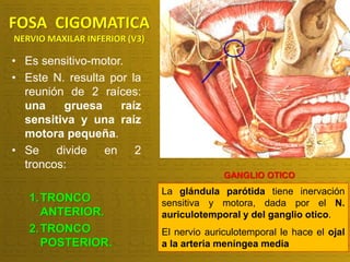 Fosa Cigomática o Infratemporal | PPTX