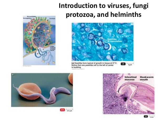 9 bio265 viruses, fungi, protozoa, helminths instructor dr di bonaven…