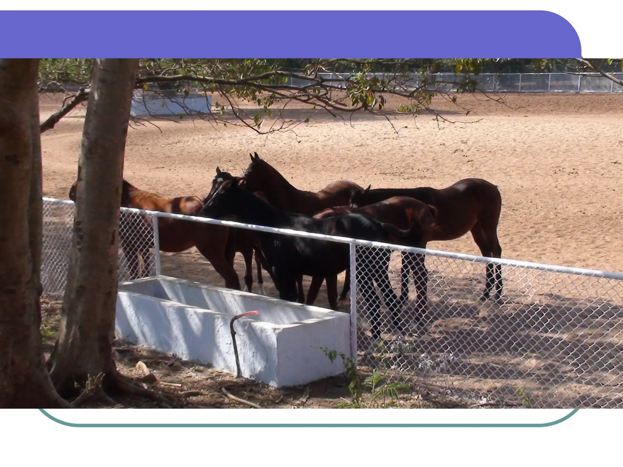 9_Breeds_of_horse,_zoological_classification,_common_terminology.pptx