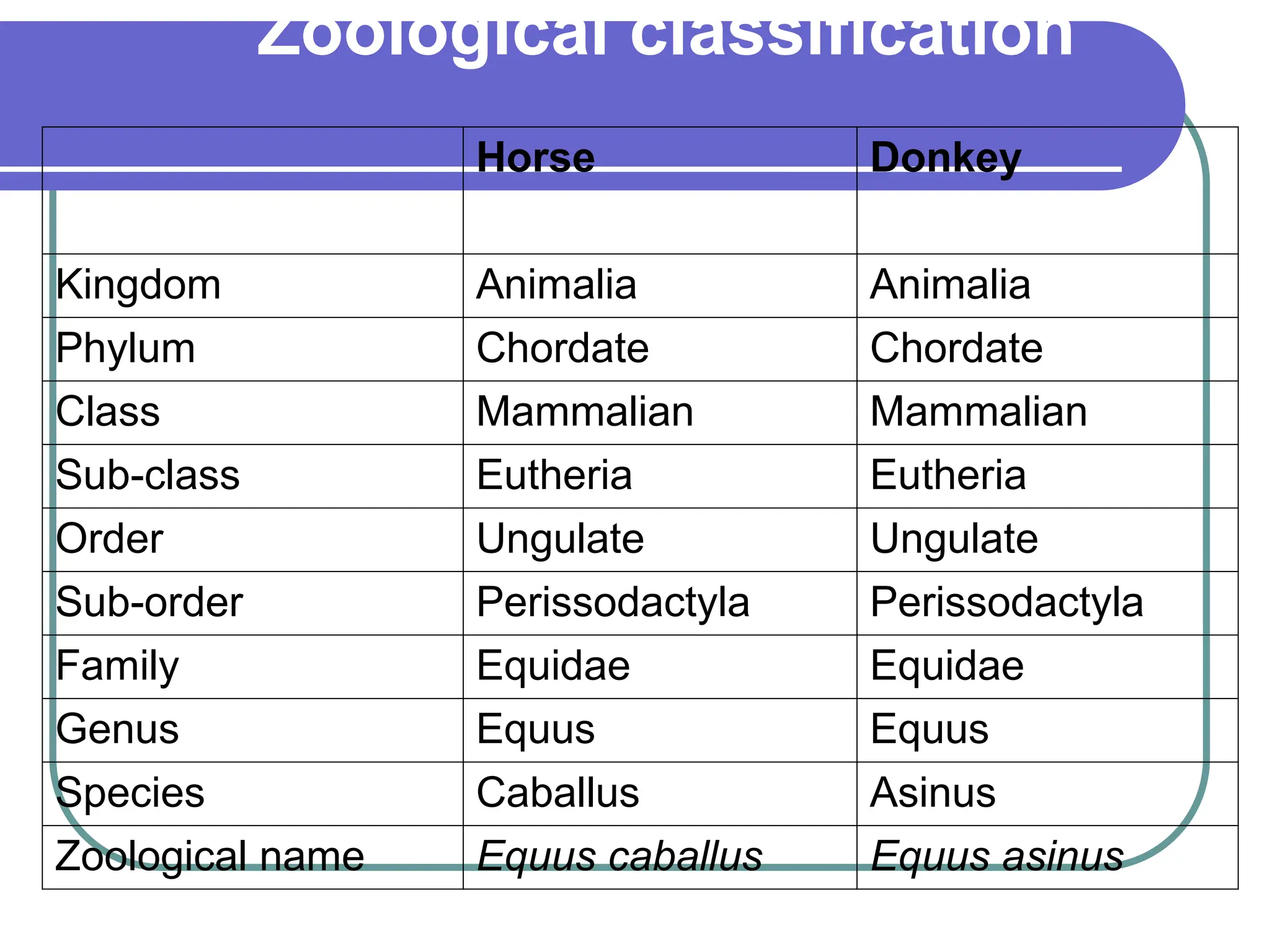9_Breeds_of_horse,_zoological_classification,_common_terminology.pptx