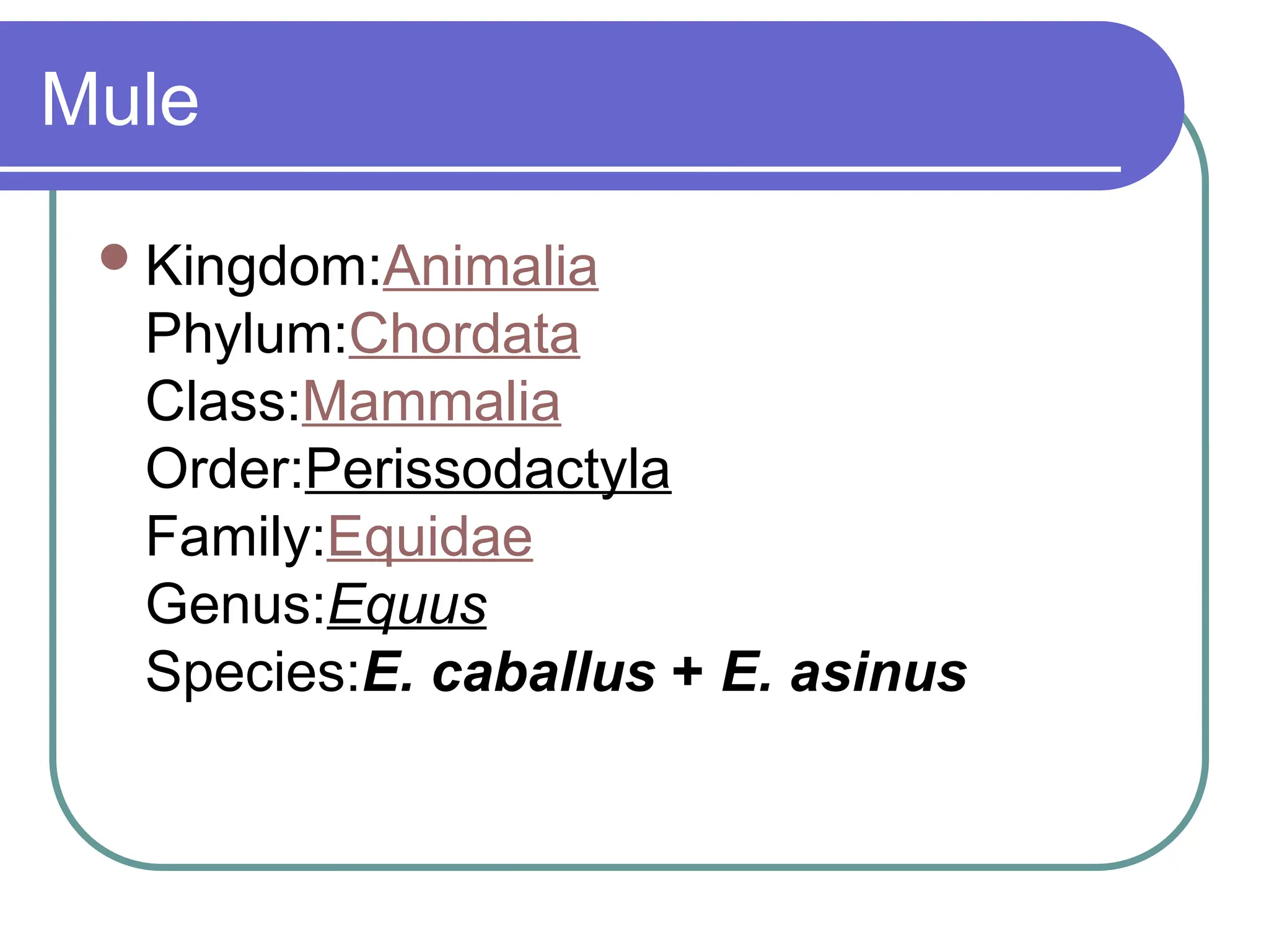 9_Breeds_of_horse,_zoological_classification,_common_terminology.pptx