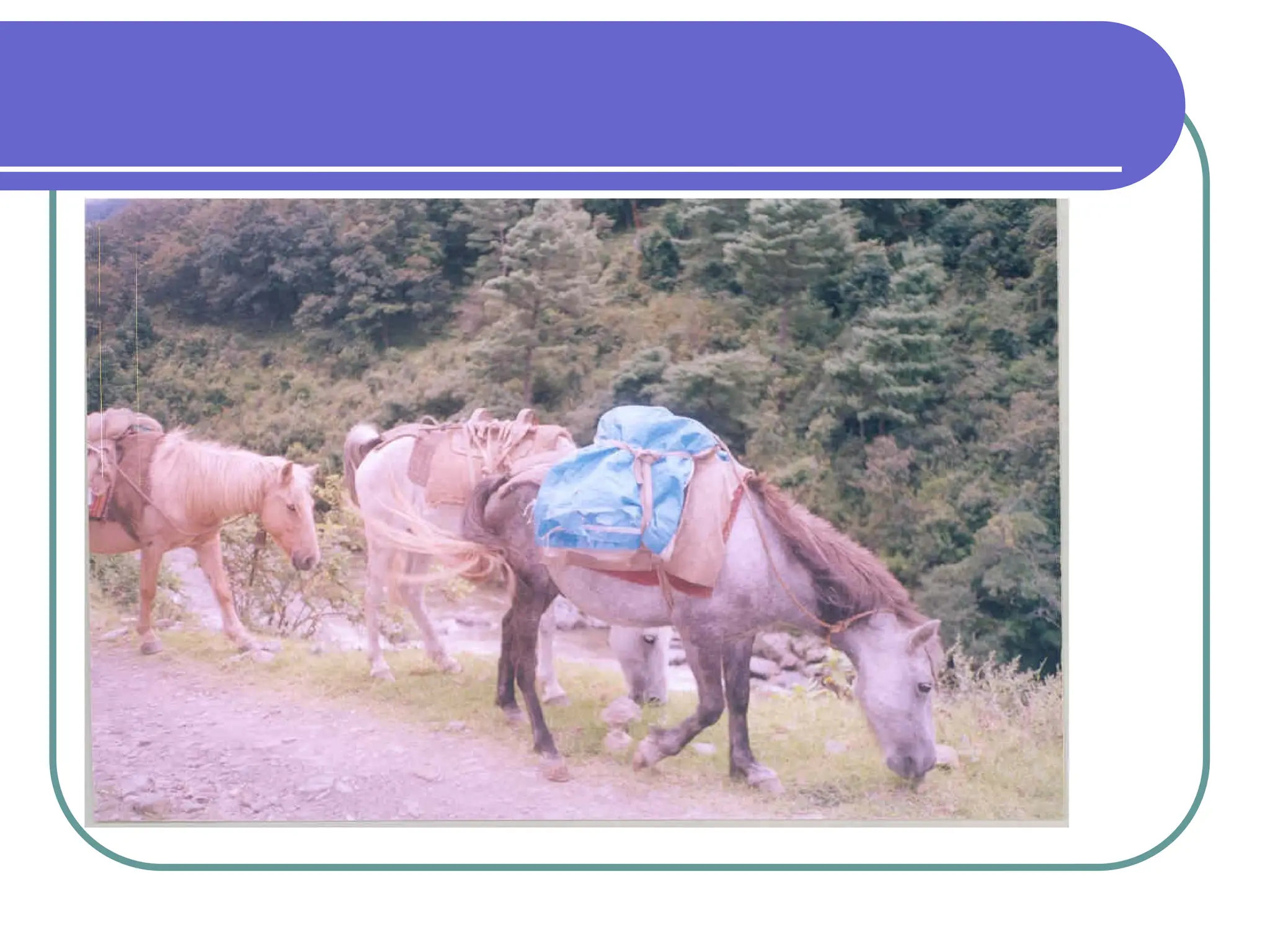 9_Breeds_of_horse,_zoological_classification,_common_terminology.pptx