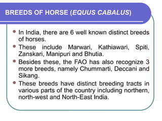 9_Breeds_of_horse,_zoological_classification,_common_terminology.pptx
