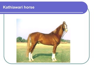 9_Breeds_of_horse,_zoological_classification,_common_terminology.pptx