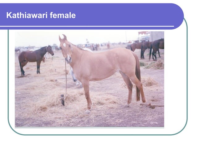 9_Breeds_of_horse,_zoological_classification,_common_terminology.pptx