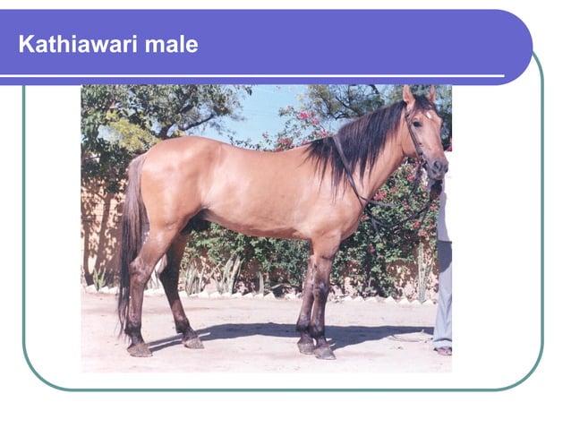 9_Breeds_of_horse,_zoological_classification,_common_terminology.pptx