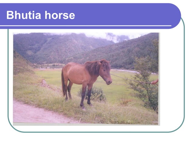 9_Breeds_of_horse,_zoological_classification,_common_terminology.pptx