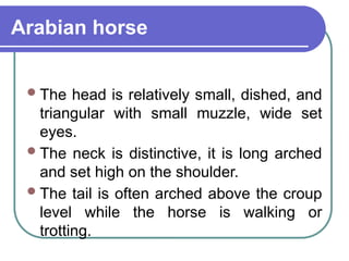 9_Breeds_of_horse,_zoological_classification,_common_terminology.pptx