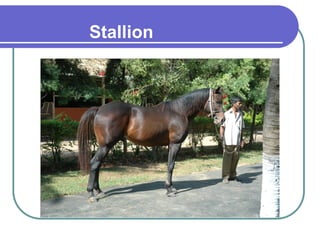 9_Breeds_of_horse,_zoological_classification,_common_terminology.pptx
