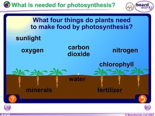 9 c plants-and-photosynthesis-101oqsd | PPT